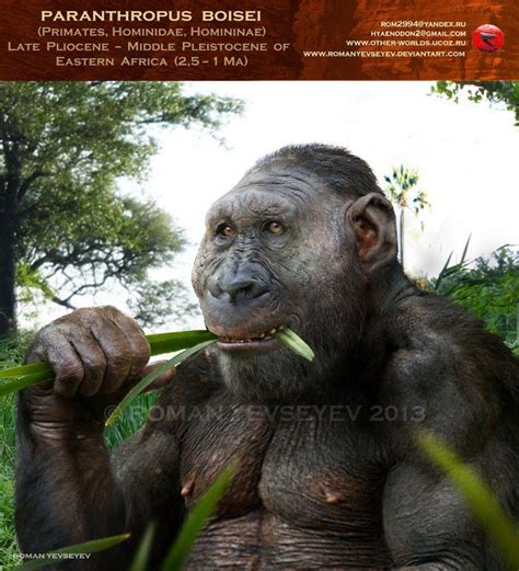 Paranthropus Boisei Feeds By Romanyevseyev On Deviantart History Of