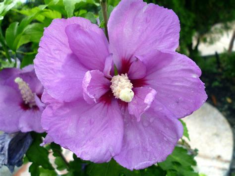 Purple Hibiscus Quotes Quotesgram