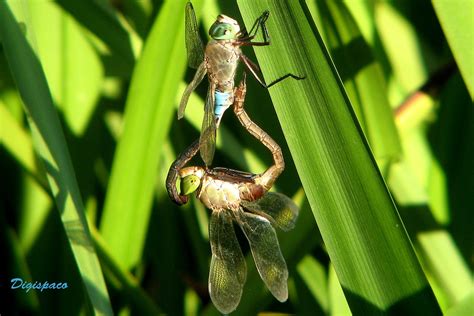 Pozo Alcón Digispaco Libélulas Copulando