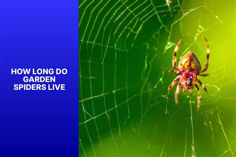How Long Do Garden Spiders Live Gardening Gains