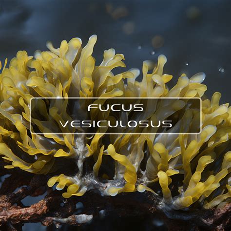 Benefits Of Fucus Vesiculosus Interstellar Plan Activate Your Super