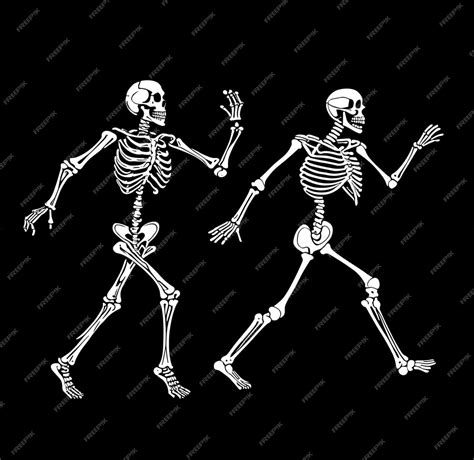 Premium Vector Vector Human Skeleton Design Premium Vector Vector Human Skeleton Design