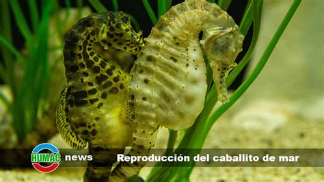 Caballito De Mar Mascota