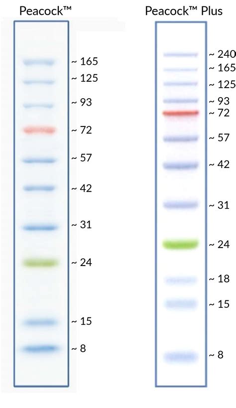 Protein Detection Quantitation And Analysis Biotium