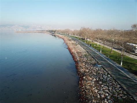 İzmit Körfezi Sahil şeridi Kırmızı Yosunla Kaplandı Son Dakika Haberler Milliyet