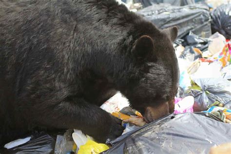 The 4 Most Effective Ways To Bear Proof Your Trash Cans