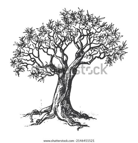 Black White Line Art Tree Stock Vector Royalty Free 2146451521 Shutterstock