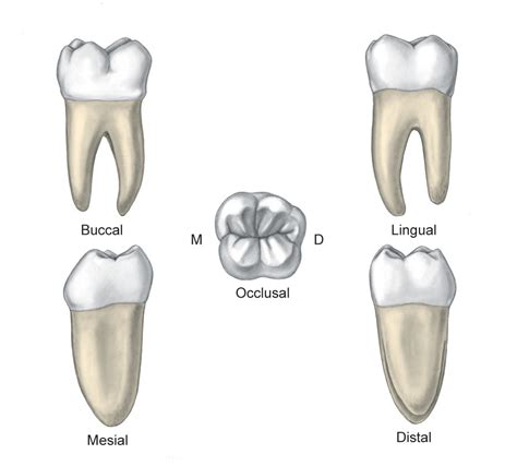 Mandibular Right Second Molar Diagram Quizlet