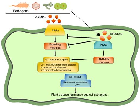 Ijms Free Full Text An Overview Of Prr And Nlr Mediated Immunities Conserved Signaling
