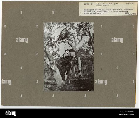 Tree Identification Eucalyptus Photographs Relating To National