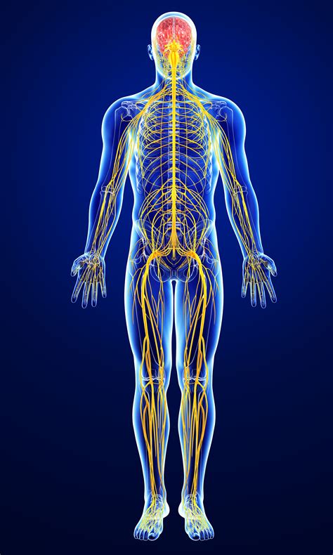 Lupus In Nervous System Systemic Lupus Erythematosus Signs Causes