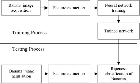 Figure 1 From Nondestructive Banana Ripeness Classification Using Neural Network Semantic Scholar