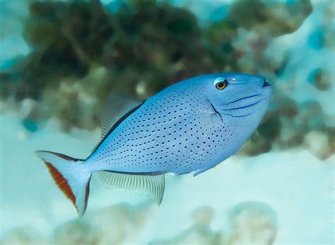 Sargassum Triggerfish1 Creature Count Far Out Photos
