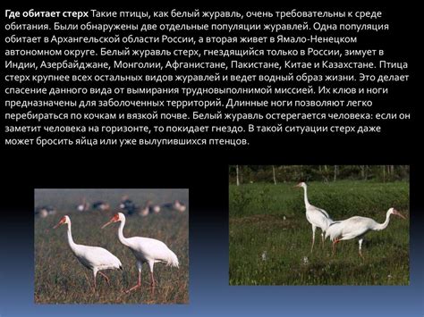 Птица стерх презентация онлайн