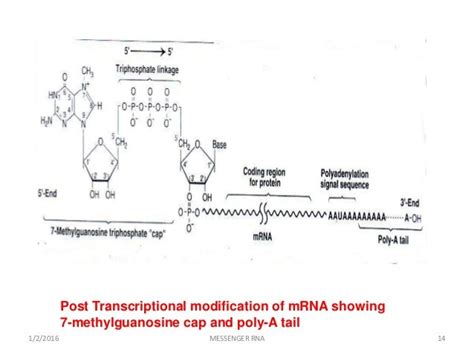 Structure And Function Of Messenger Rna Mrna