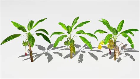 Banana Plantation 3d Model Cgtrader
