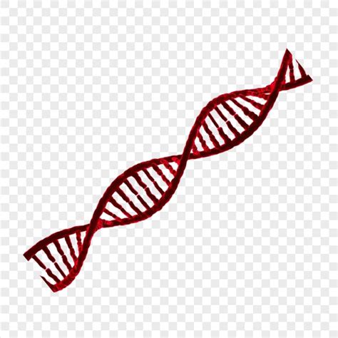 Hd Png Red Dna String Citypng