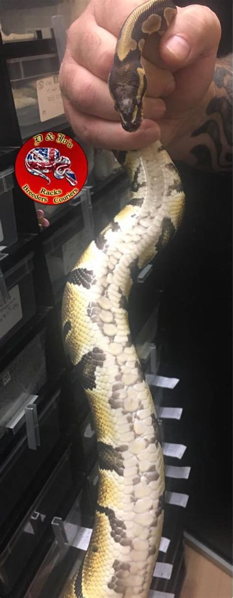 Zip Belly Ball Python Traits Morphpedia