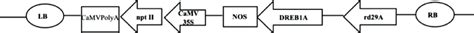 Plasmid Map Harbouring Construct Of Nptii And Dreb 1a Gene S Used In Download Scientific