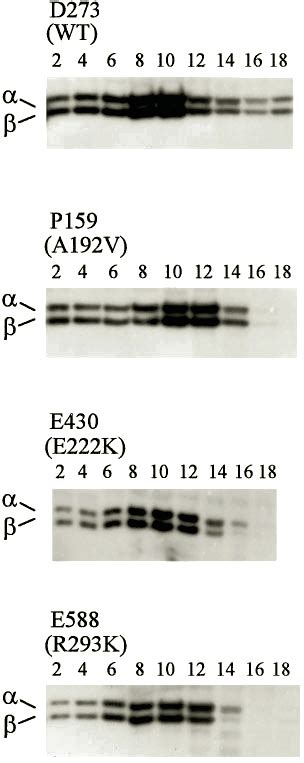 Western Analysis Of Linear Sucrose Gradient Fractions Mitochondria Download Scientific