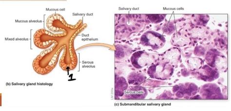 Histology Practical 4 Flashcards Quizlet