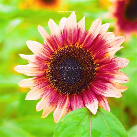 Sunflower Ruby Eclipse Seeds Ruby Colored Sunflowers With Soft Yellow