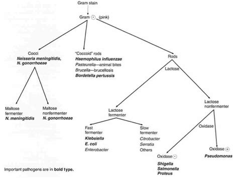Gram Negative Bacteria Classification Gram Negative Bacteria