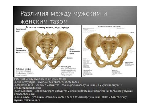 Анатомия и физиология женских половых органов презентация онлайн
