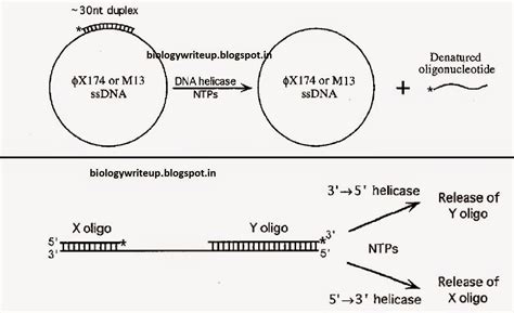 Biology Write Up Biology Articles Dna Helicase Assay Principle