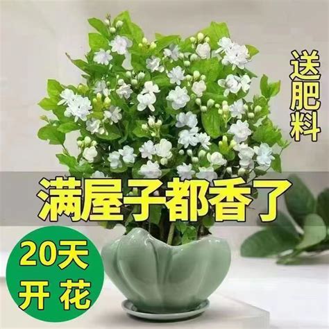 重瓣茉莉花盆栽濃香型室內綠植花卉盆景帶花苞驅蚊驅蟲好養 Taobao