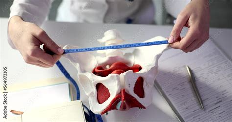 Doctor Obstetrician Gynecologist Showing How To Measure Size Of Female Pelvis On Artificial