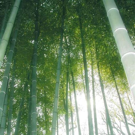 上聯開盡菊花秋色老 求下聯 每日頭條