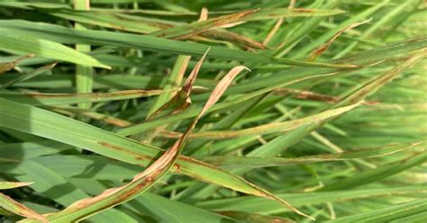 보은서 벼 갈색잎마름병 발생 방제 비상