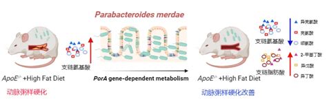 微生物所科研团队揭示肠道菌群保护心血管健康新机制 生物通