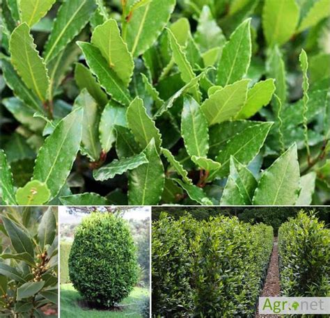 Agronet Ltd 👉🌿 დაფნის ნერგები 🌿 დაფნისებრთა ოჯახის