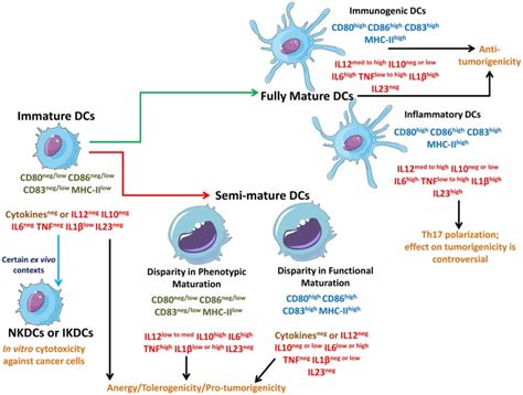 Schematic Representation Of Different States Of DCs Interacting With