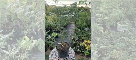 Саженцы голубики купить в Наро Фоминске Товары для дома и дачи Авито