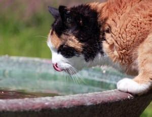 Calico Cat Free Image Peakpx
