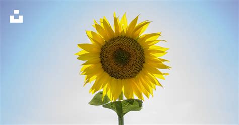 노란 해바라기 사진 Unsplash의 무료 꽃 이미지