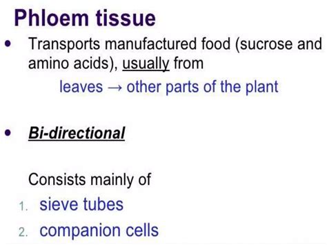 Translocation In Phloempptx