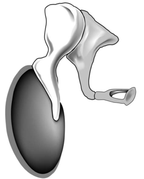 Ossicular Chain Diagram Quizlet