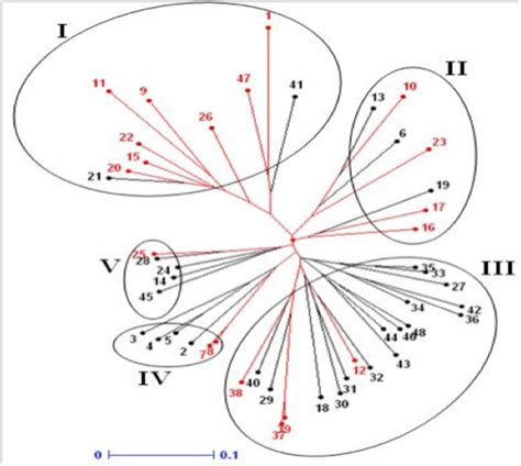 Unweighted Pair Grouping Method Of Arithmetic Averages Dendrogram Of