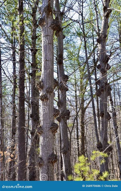 Tree Trunks Covered In Bacterial Crown Galls Agrobacterium Radiobacter Along Hickling