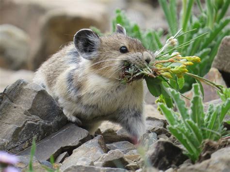 Adorable American Pika Is Fast Disappearing And Were Doing Nothing To Stop It Huffpost