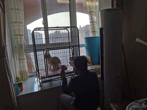 如何给猫洗澡小猫洗澡的禁忌和方法 知乎