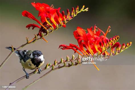 Feather Falls Photos And Premium High Res Pictures Getty Images
