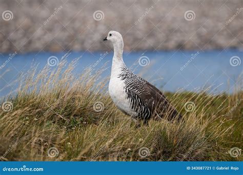 Upland Goose Chloephaga Picta Tierra Del Fuego National Park Stock