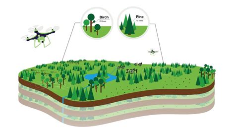 5 Ways To Enhance Forest Management With Precision Forestry
