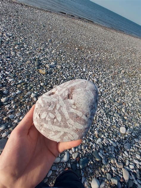 Worm Fossil R Whatsthisrock