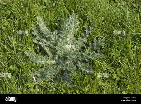 Spear Thistle Cirsium Vulgare Leaf Rosette Weed In Pasture Meadow